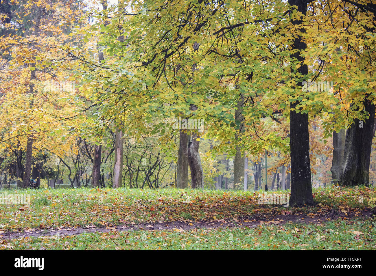 Autumn park in the morning in cloudy weather. Picture autumn park ...