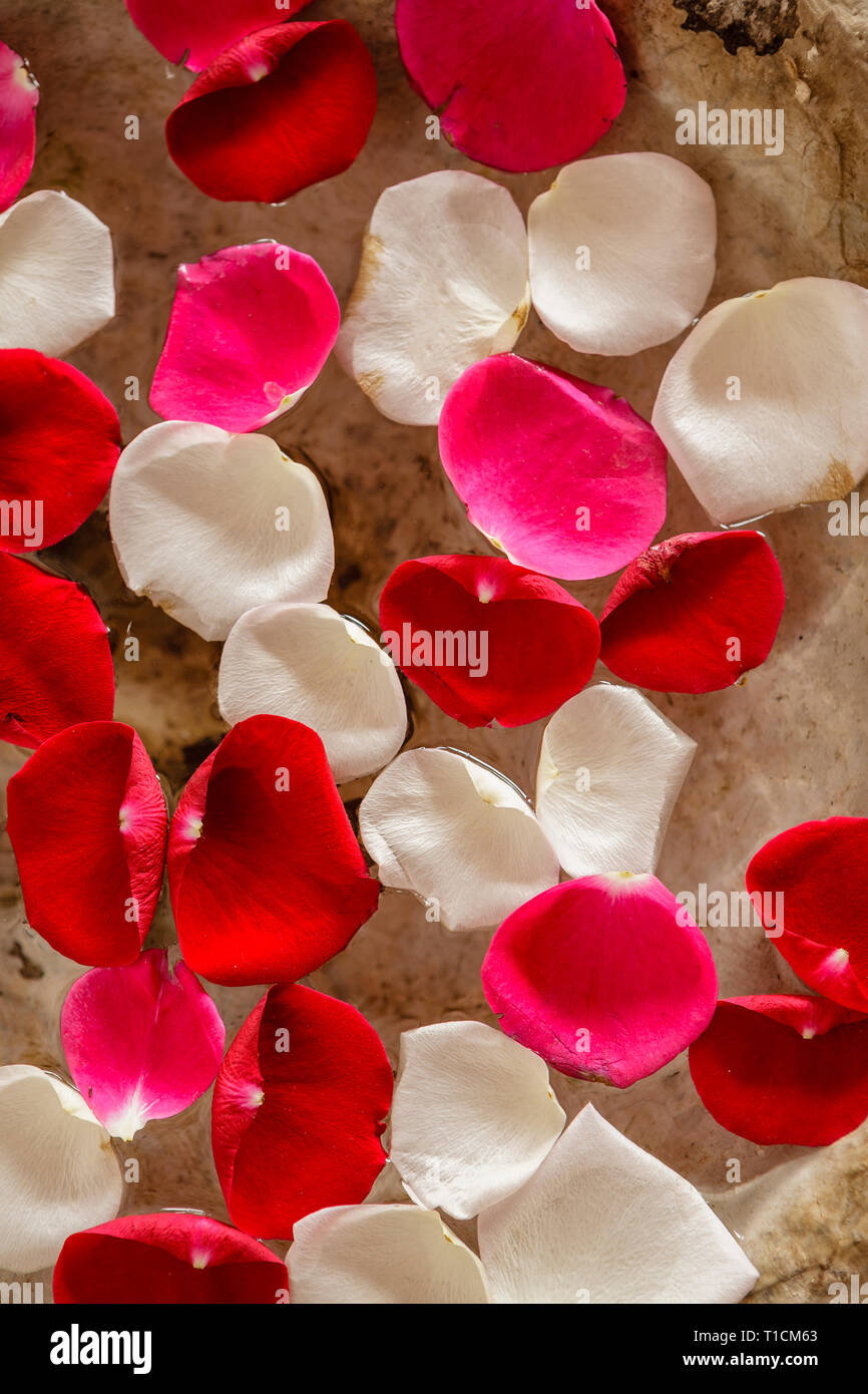 Red and white rose petals floating in handmade clay bowl Stock Photo ...