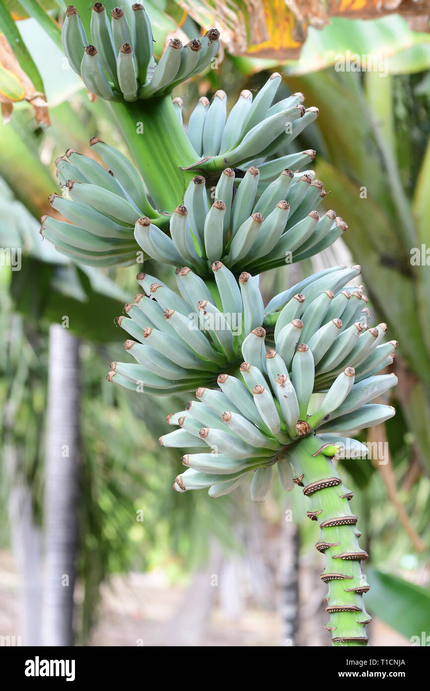 Close up of bananas on a banana tree Stock Photo - Alamy