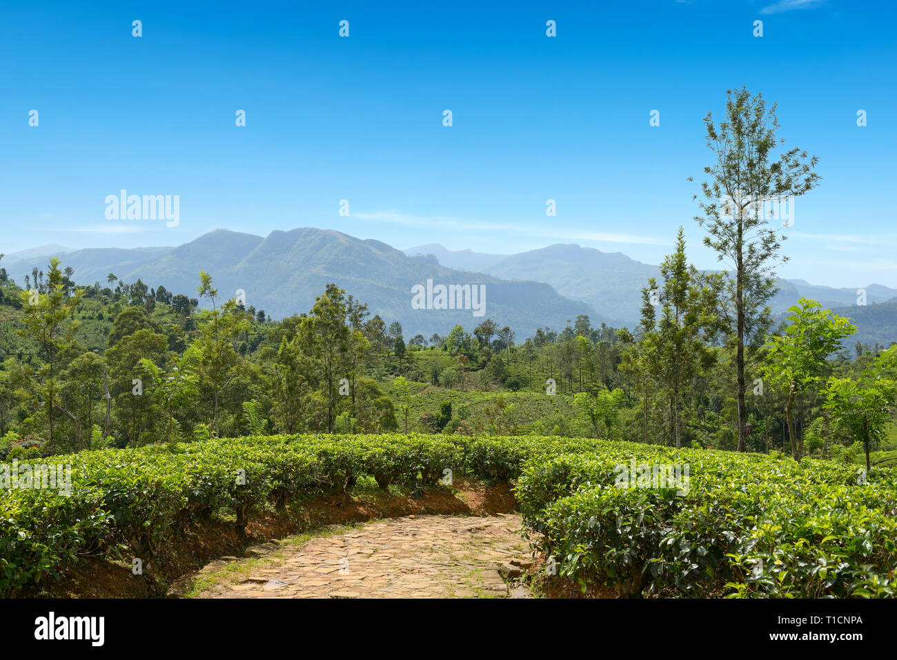 Sri lanka tea garden mountains hi-res stock photography and images - Alamy