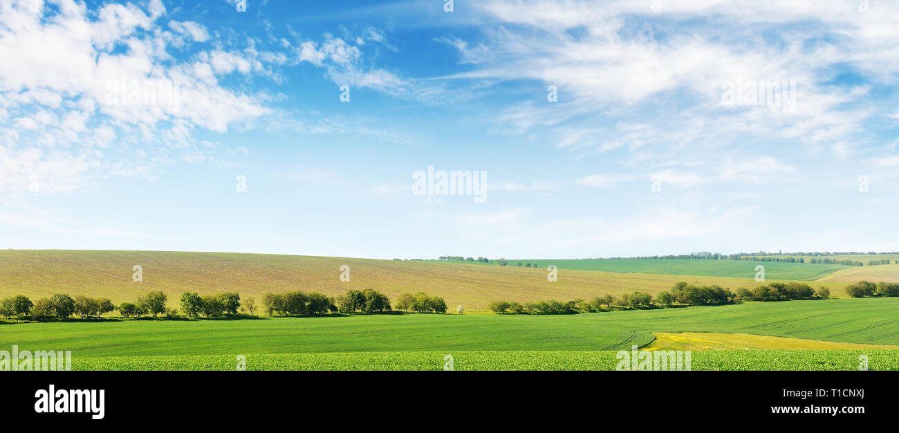 Spring corn hi-res stock photography and images - Alamy