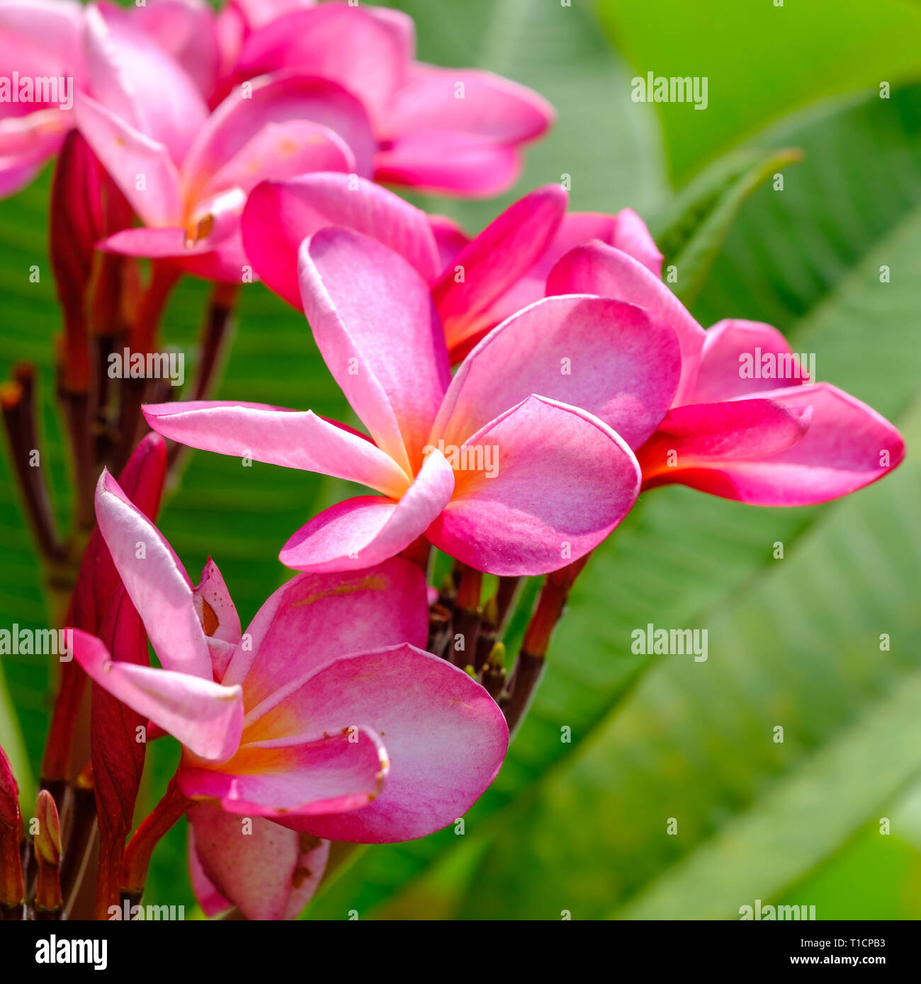 Lan thom flower hi-res stock photography and images - Alamy