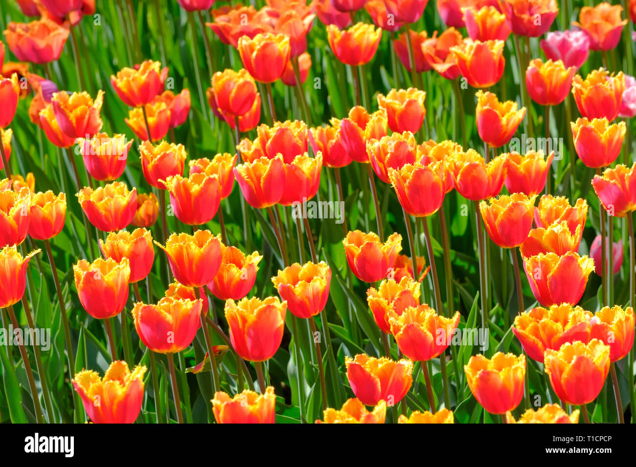Red Orange Tulips High Resolution Stock Photography and Images - Alamy