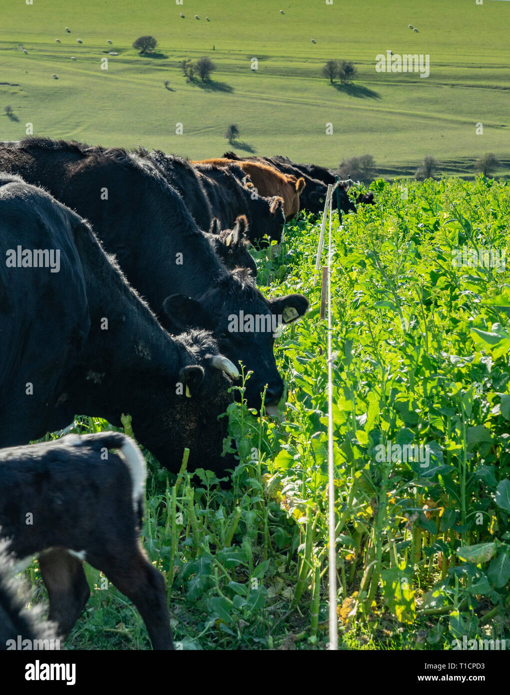 Strip grazing hi-res stock photography and images - Alamy