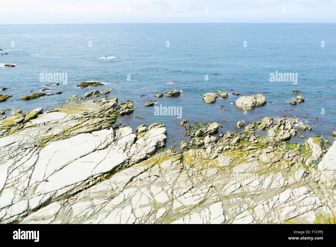 Large area Wide flat mud-rock ledge extending into sea at Kaikoura ...