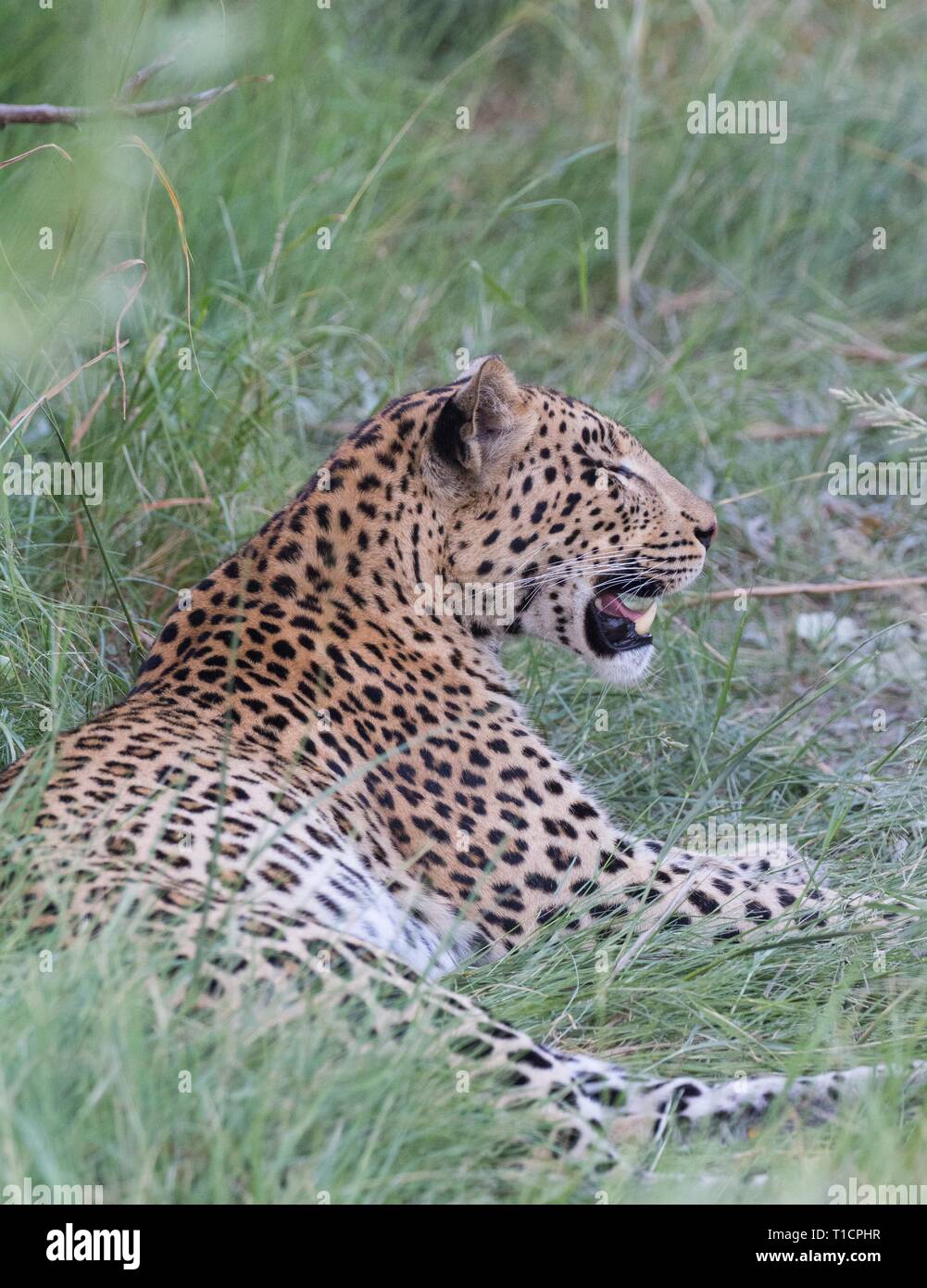 Okavango delta leopard hi-res stock photography and images - Alamy