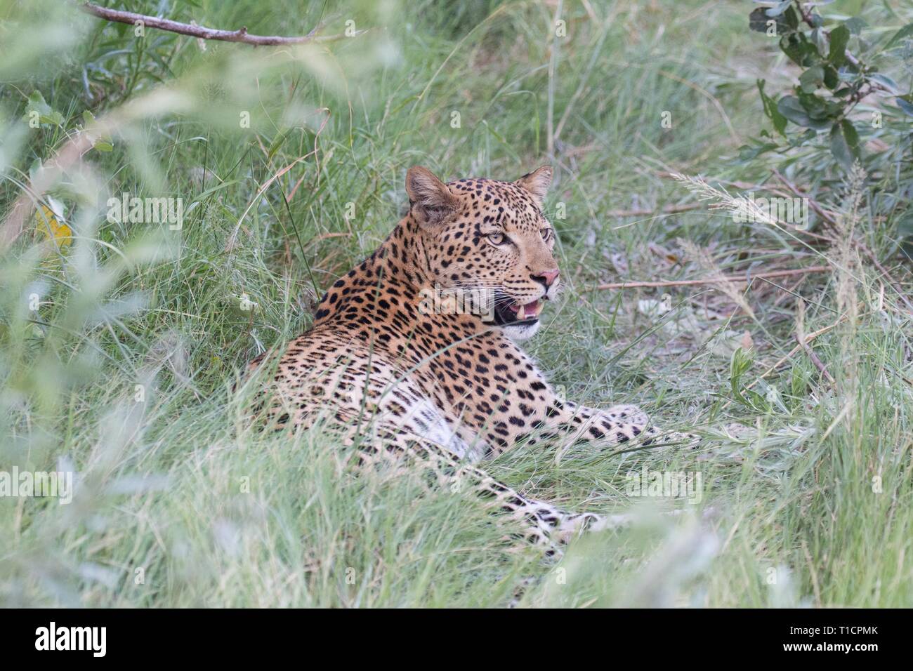 Botswana leopard hi-res stock photography and images - Alamy