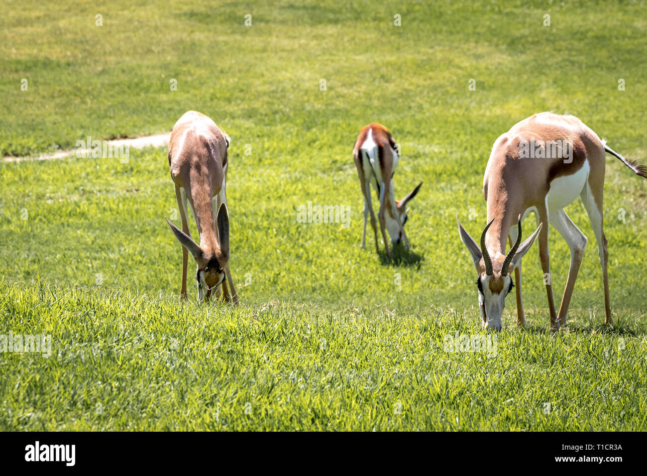 Food south africa springbok hi-res stock photography and images - Alamy