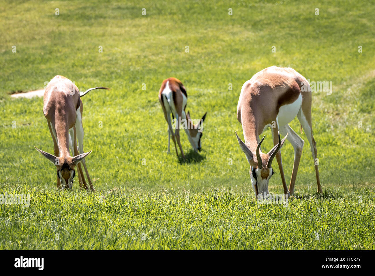 Food south africa springbok hi-res stock photography and images - Alamy
