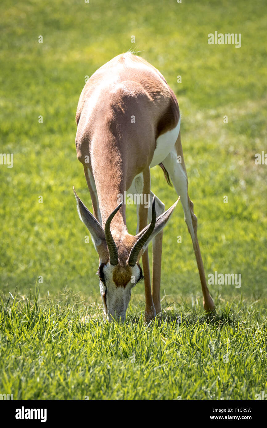 South African Springbok / deer grazing on a green meadow Stock Photo ...