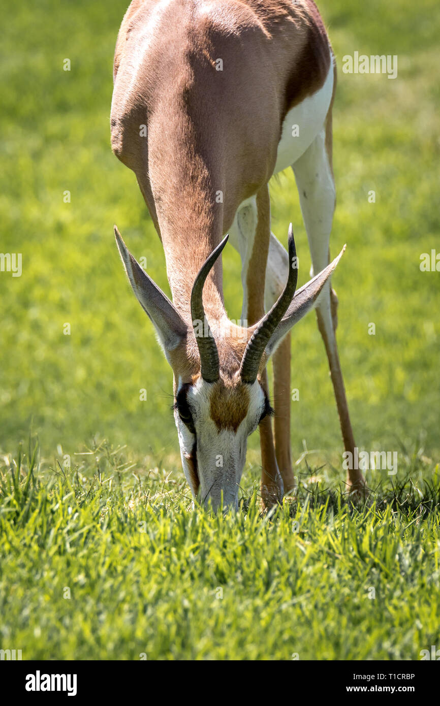 South African Springbok / deer grazing on a green meadow Stock Photo ...