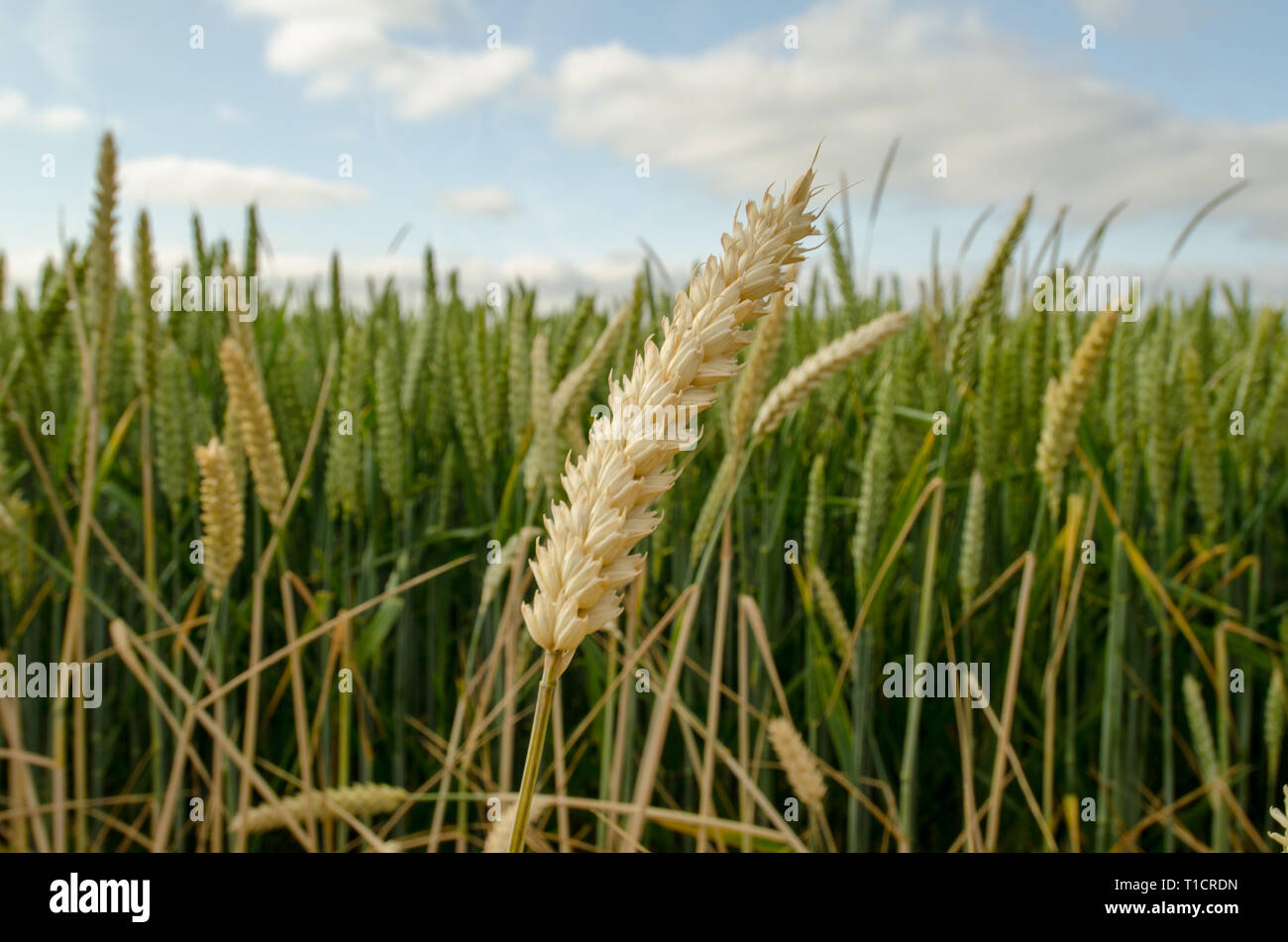 Wheat Crop in field Stock Photo - Alamy