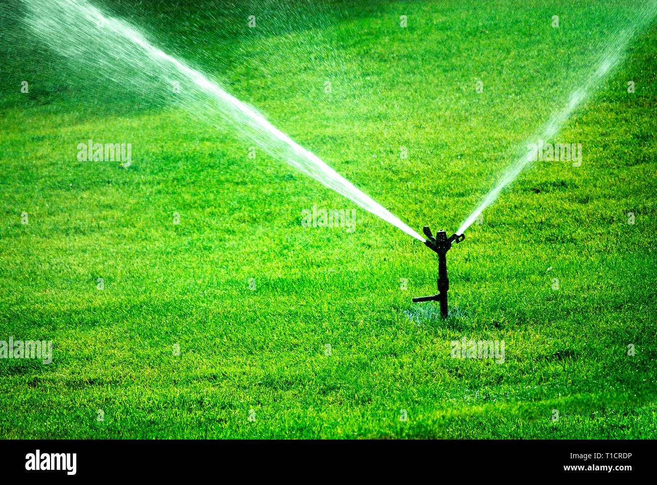 Sprinkling lawn feed on their grass hi-res stock photography and images ...
