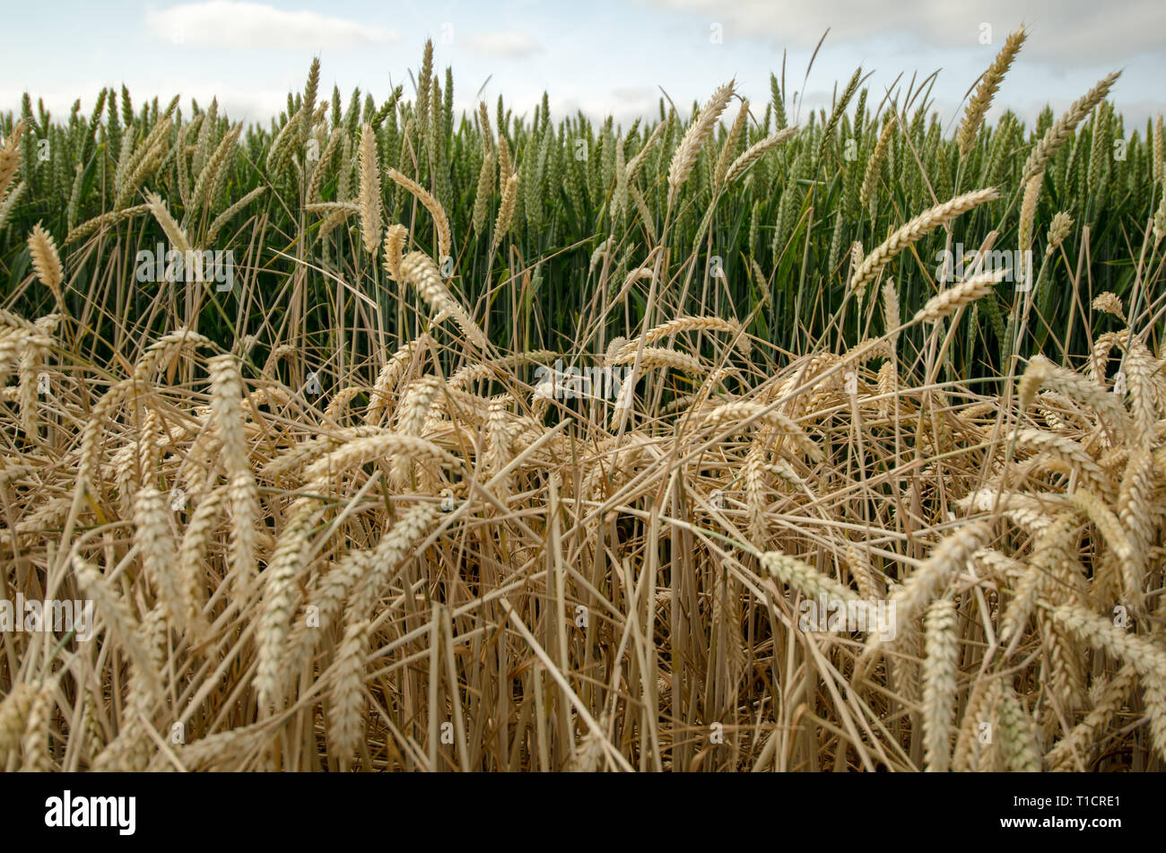 Wheat Crop in field Stock Photo - Alamy