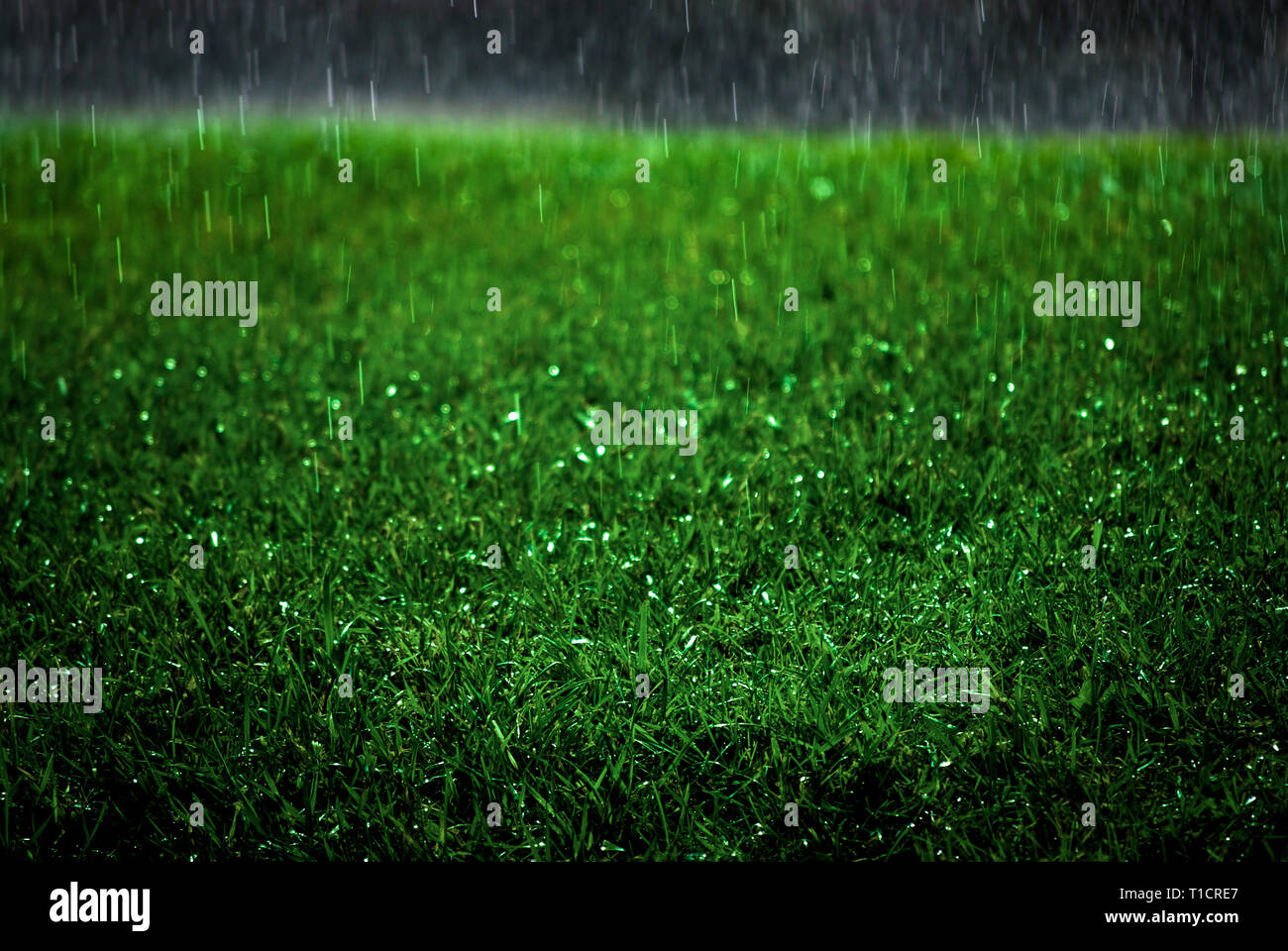 Rain drops falling on lush green grass lawn rainstorn storm drips water ...