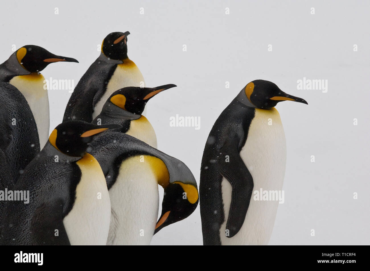 Adolescent Penguins High Resolution Stock Photography and Images - Alamy