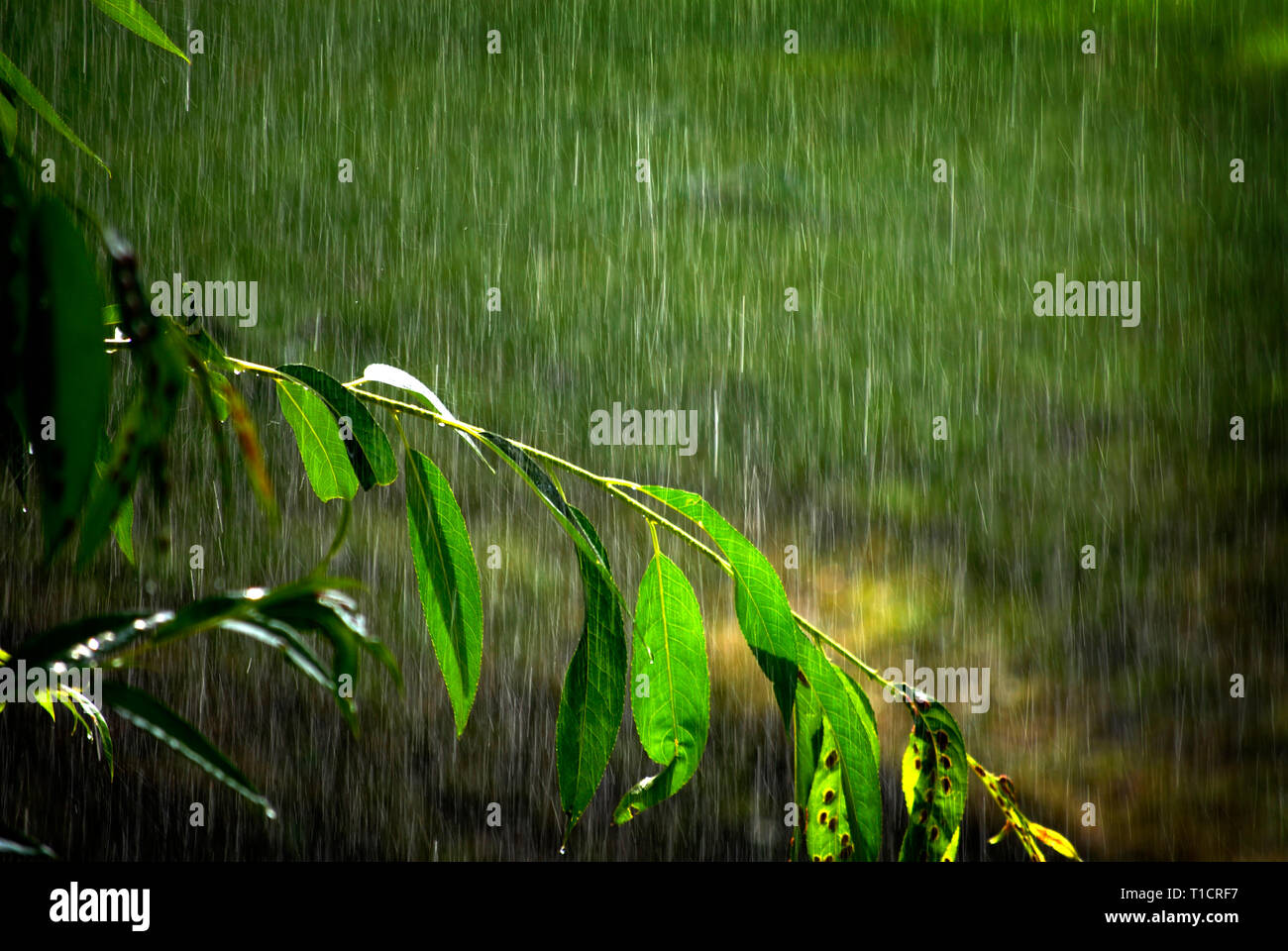 Tree branches and lush green growth tree with rain falling drops drips ...