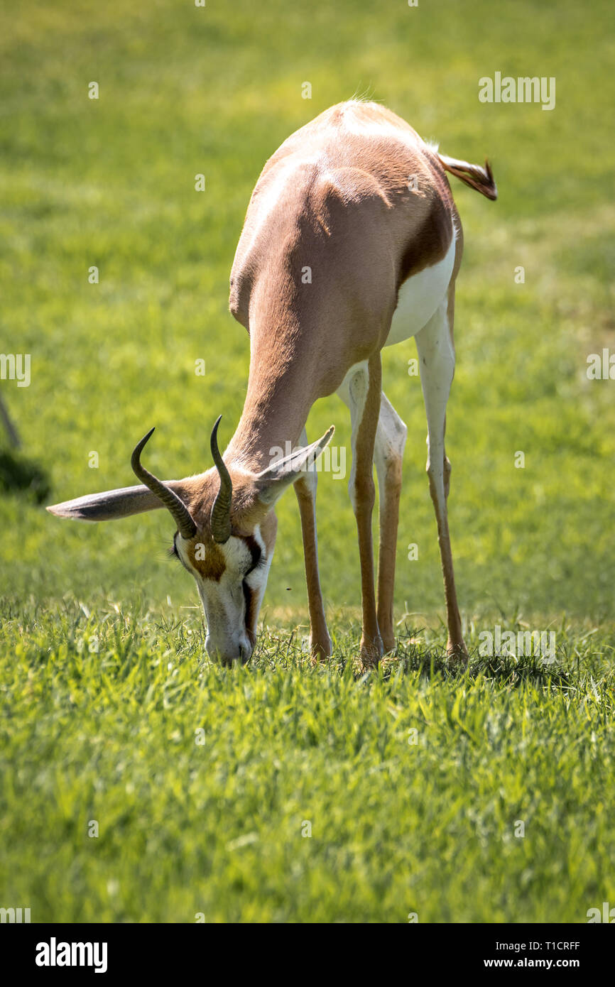 Food south africa springbok hi-res stock photography and images - Alamy