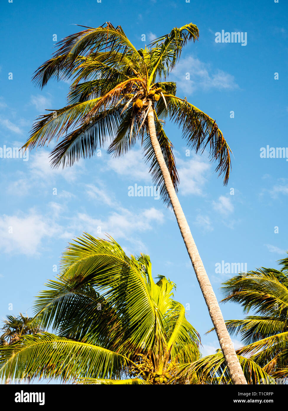 Dramatic Landscape Photograph of Beautiful Palm Tree, Bahamas Islands ...