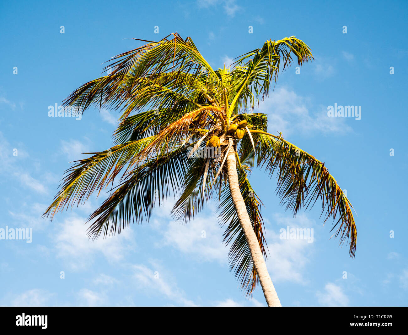 Dramatic Landscape Photograph of Beautiful Palm Tree, Bahamas Islands ...