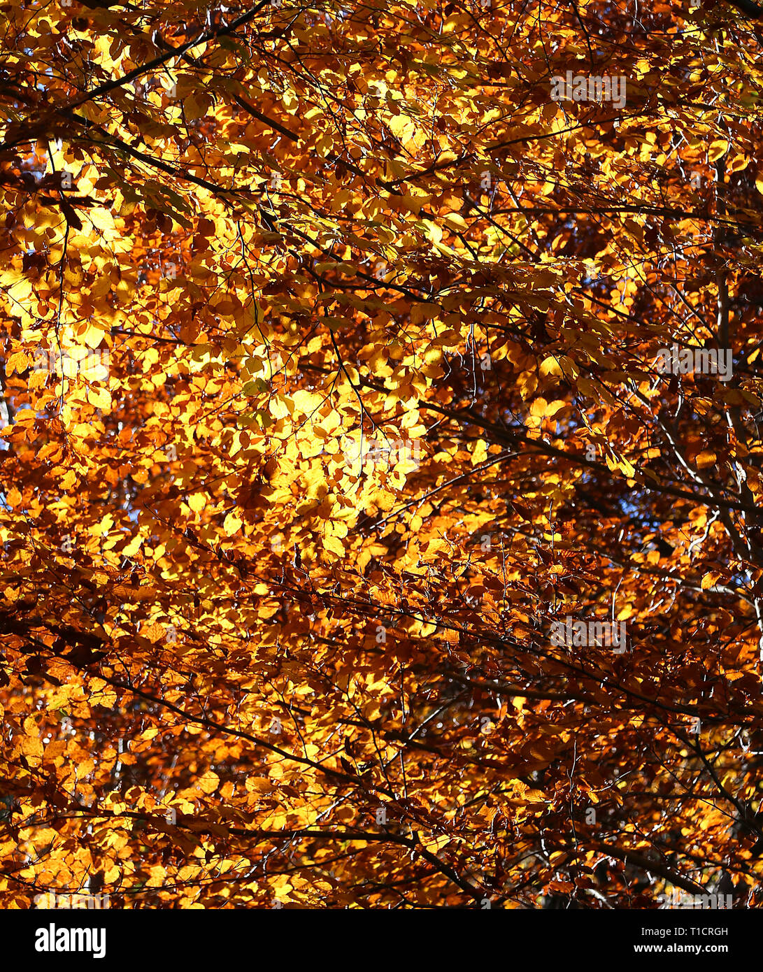 deciduous tree leaves in autumn forest Stock Photo - Alamy