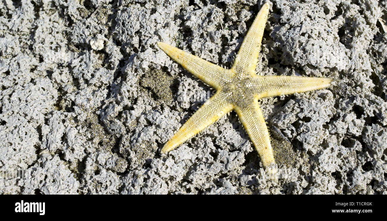 starfish with five-segment radial on the rock of the sea in summer ...