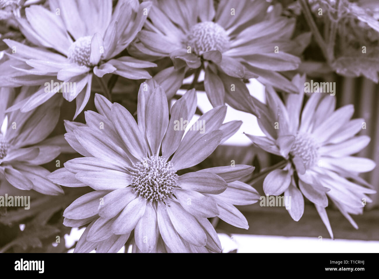 Orange blossom special hi-res stock photography and images - Alamy
