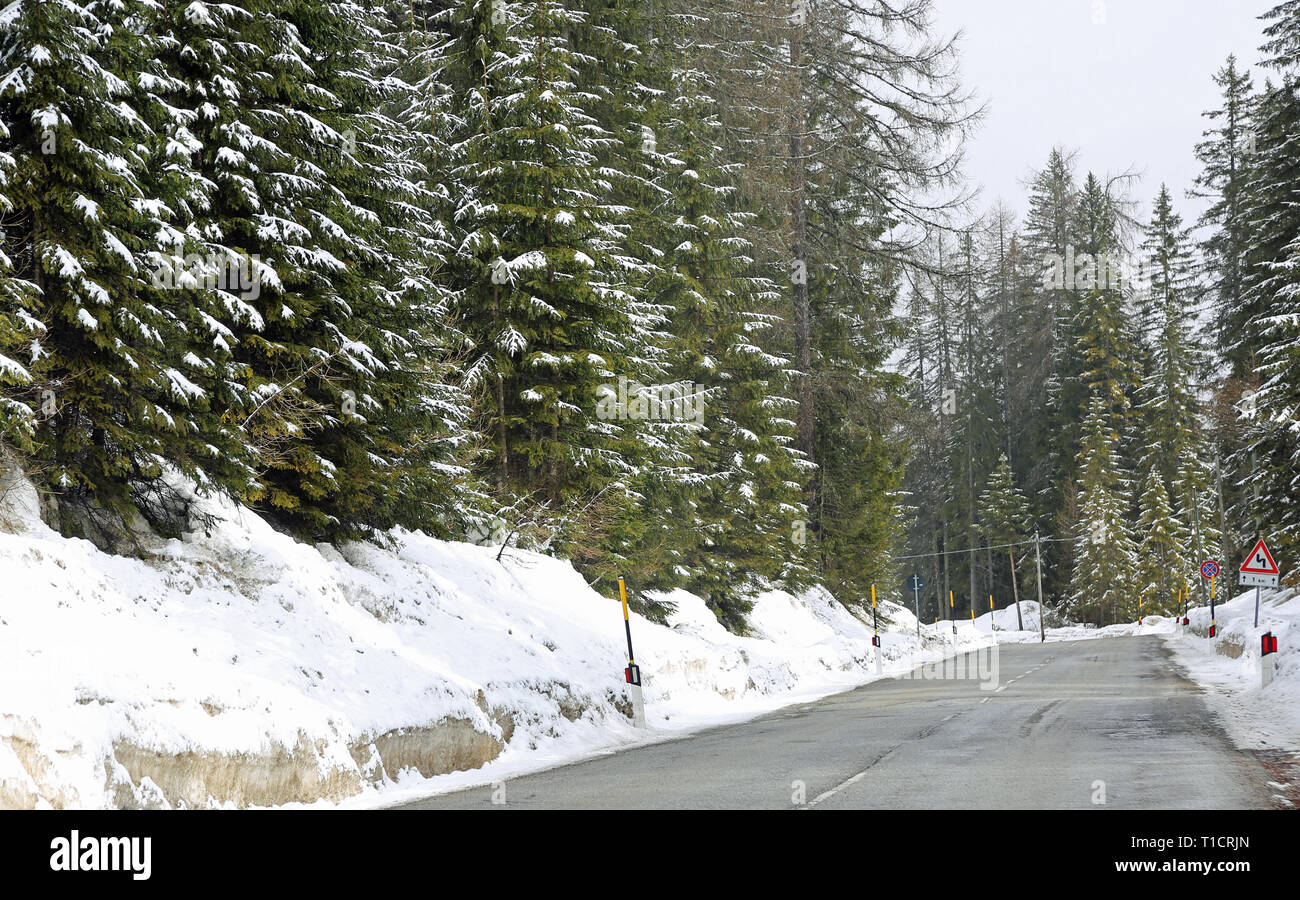 frozen road in mountain with firs pines and snow Stock Photo - Alamy