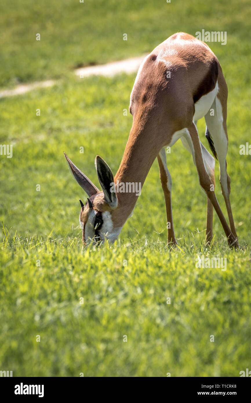 South African Springbok / deer grazing on a green meadow Stock Photo ...