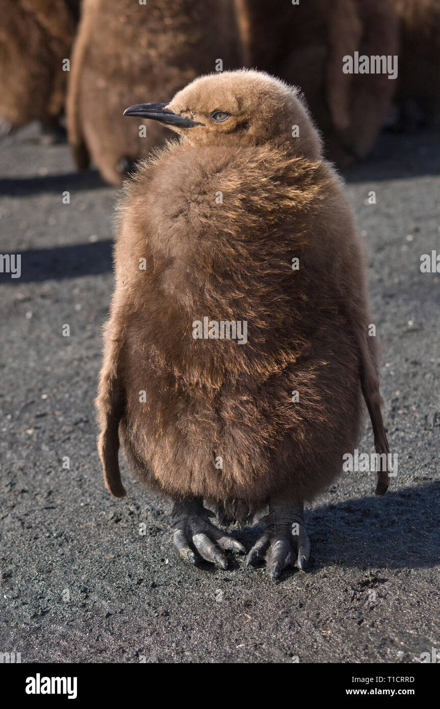 King Penguin chick close up Stock Photo - Alamy