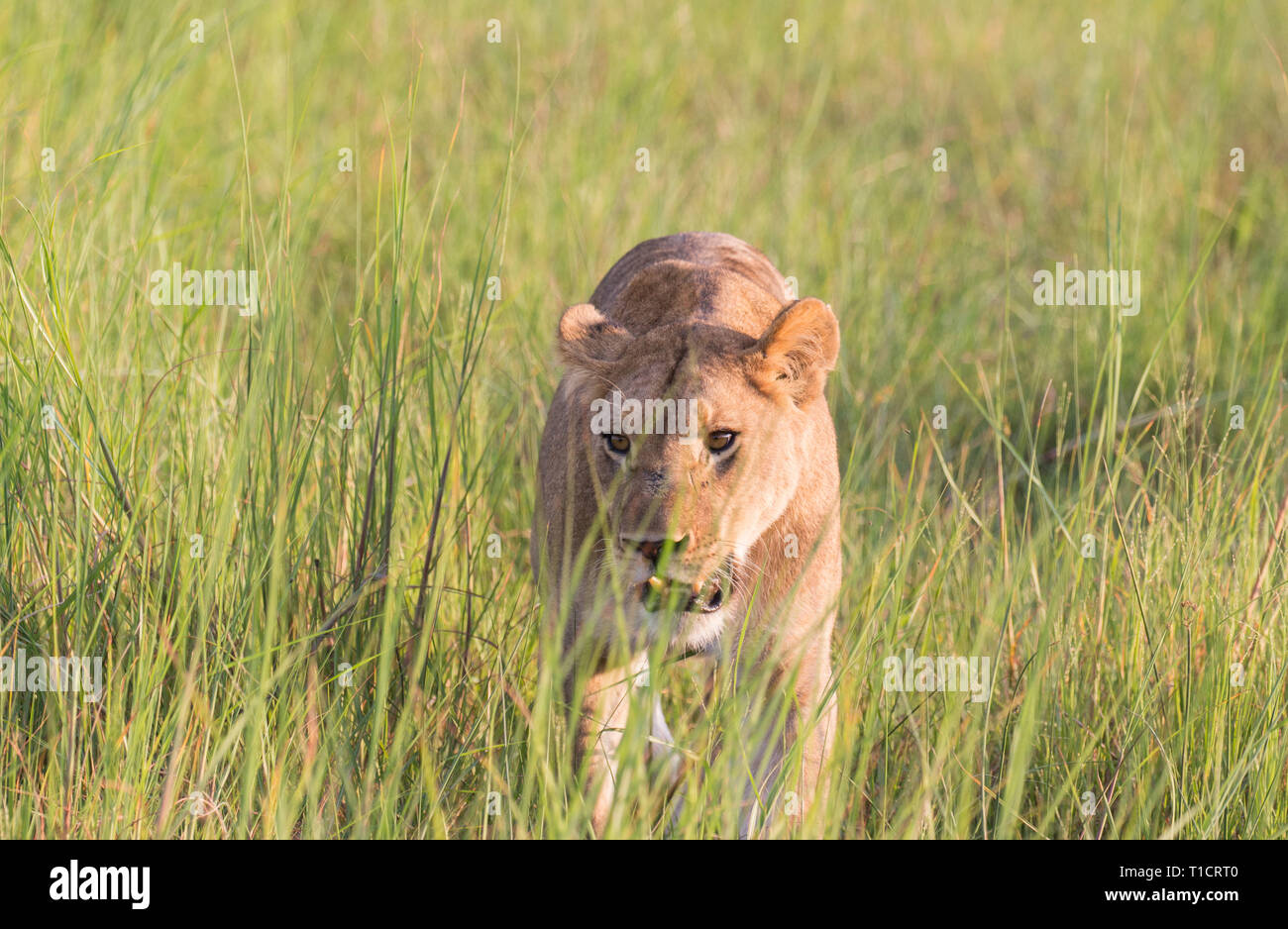Lion stalking grass hi-res stock photography and images - Alamy
