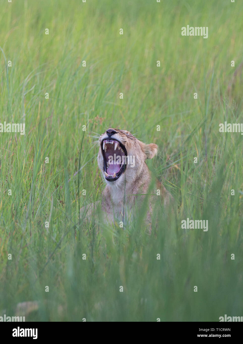 Okavango delta lions hi-res stock photography and images - Alamy