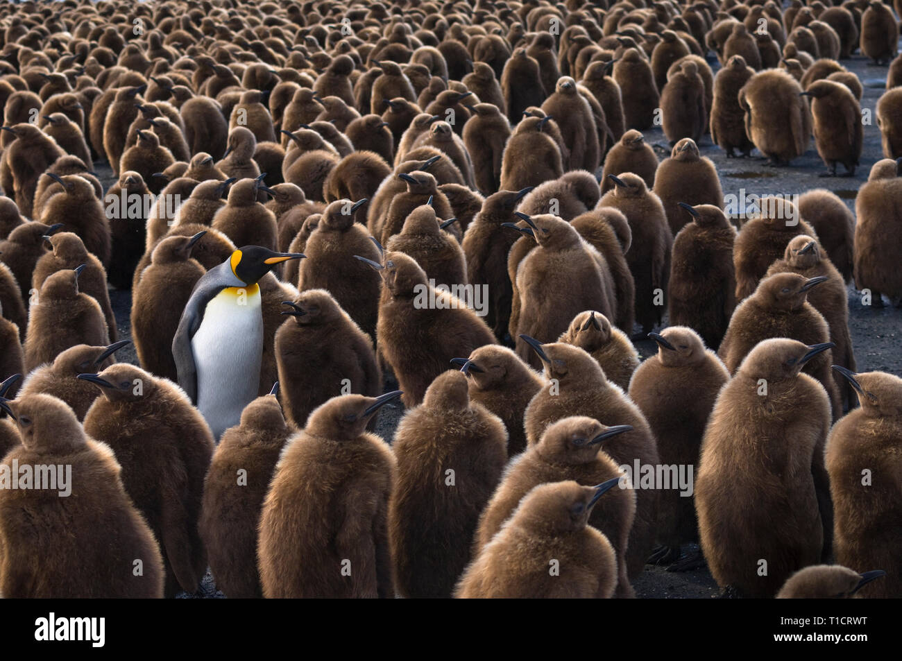 King Penguin Rookery with chicks Stock Photo - Alamy