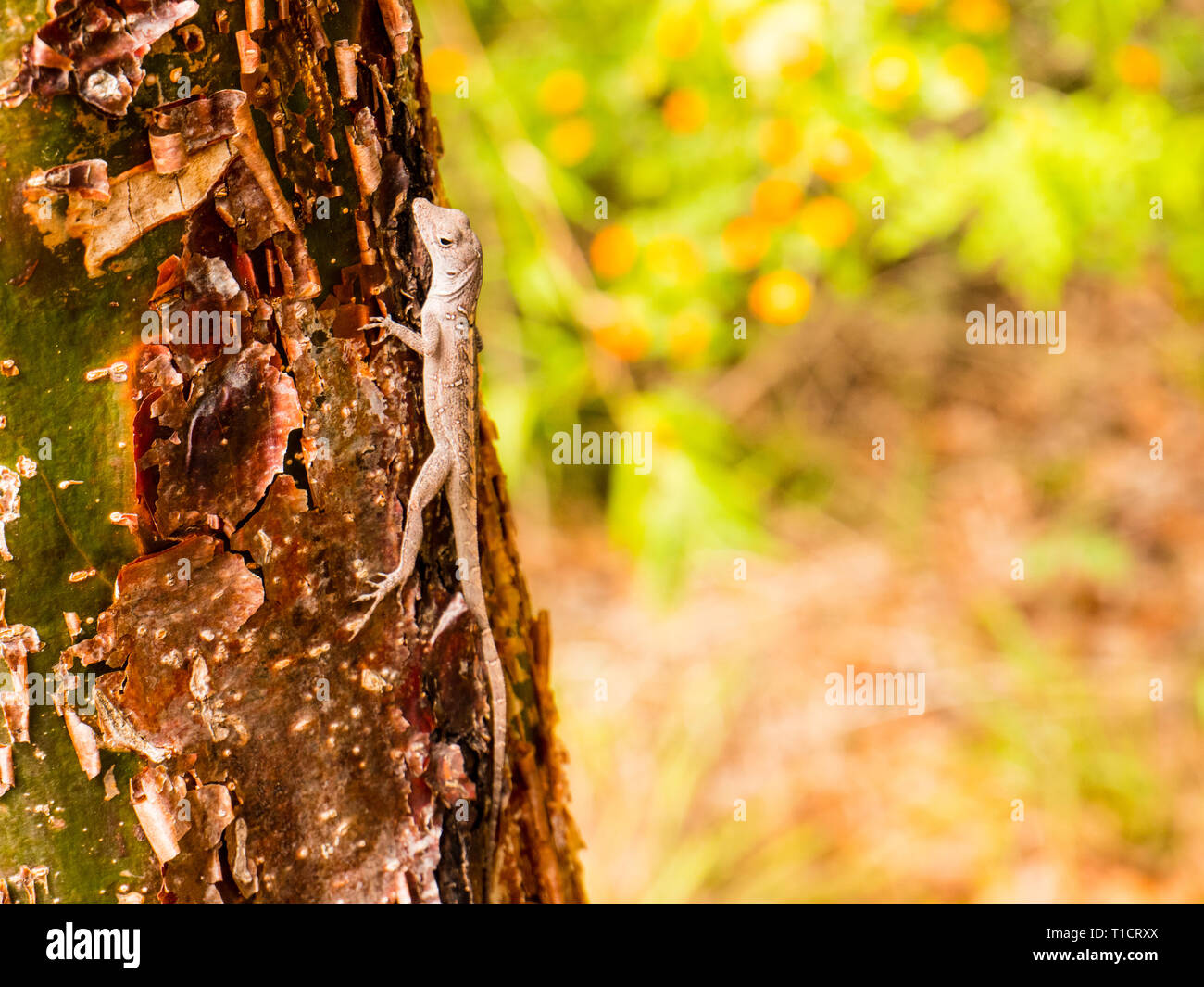 Lizard, Leon Levy Native Plant Preserve, Governors Harbour, Eleuthera ...
