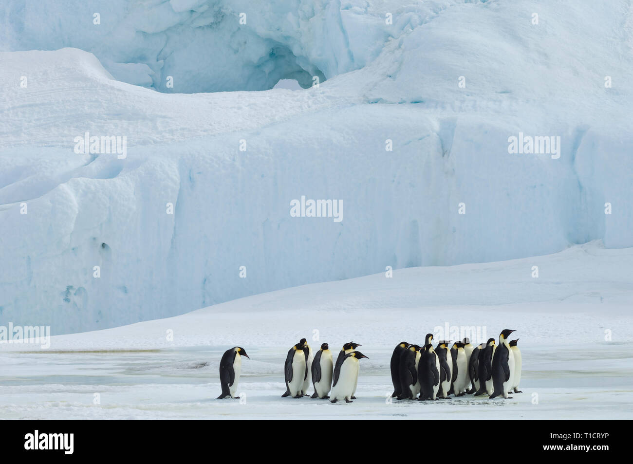 Emperor Penguin group gathering Stock Photo - Alamy