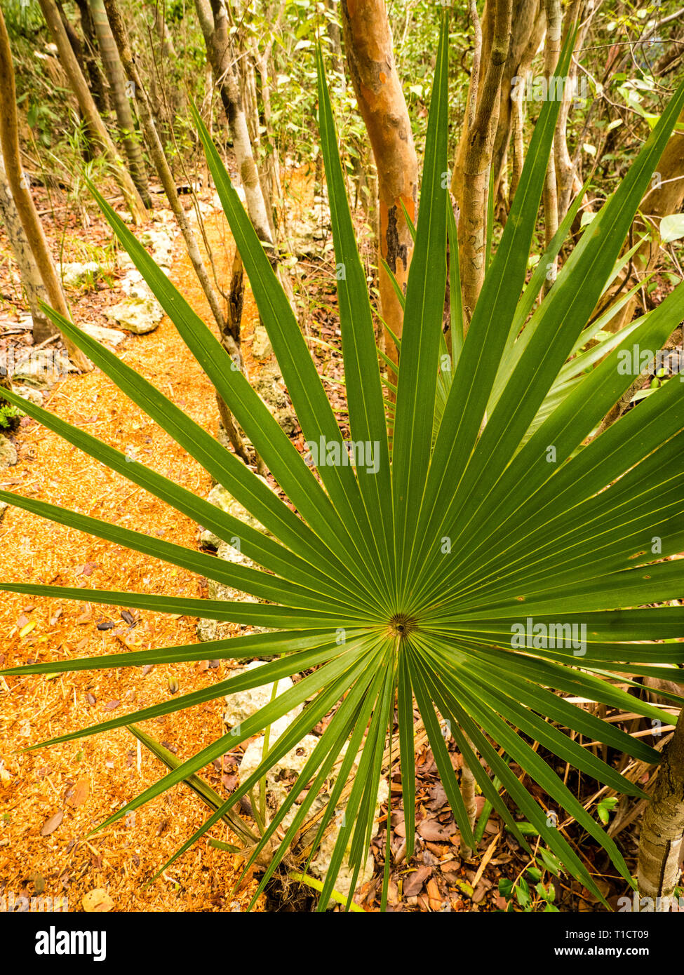 Palm Shrub, Tropical Landscape, Leon Levy Plant Preserve, Eleuthera ...