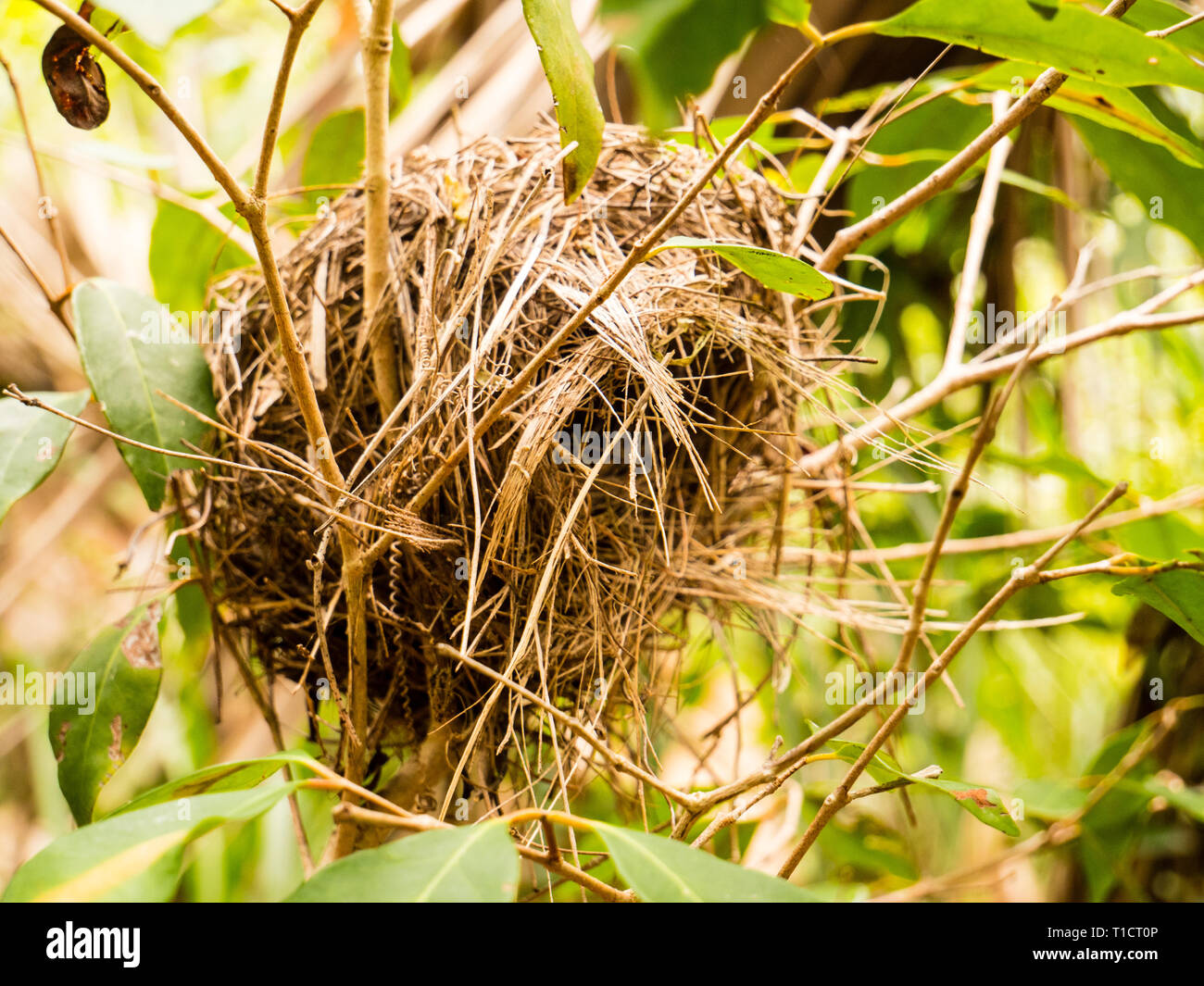 Birds Nest, Leon Levy Native Plant Preserve, Governors Harbour ...