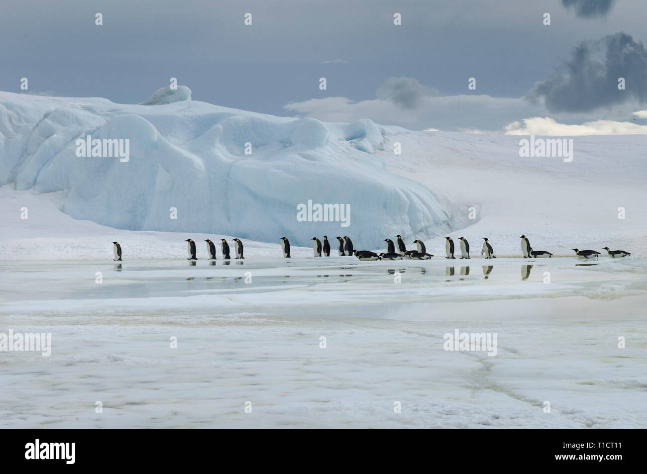Emperor Penguin walking in line in front of iceberg Stock Photo - Alamy