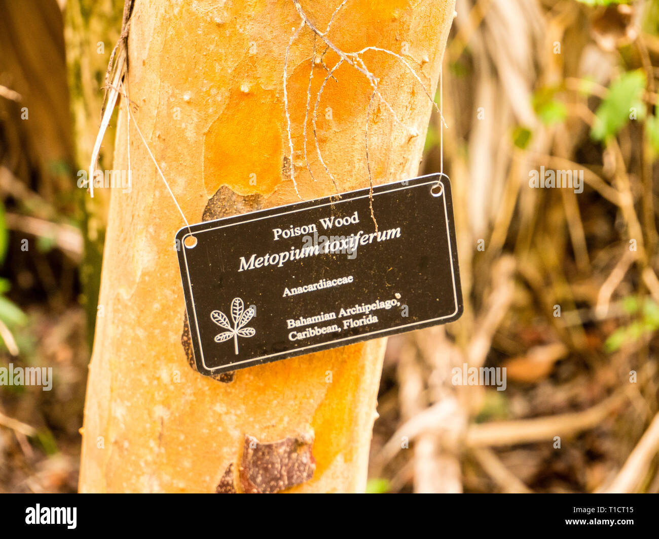 Metopium toxiferum, the poisonwood, Leon Levy Native Plant Preserve ...