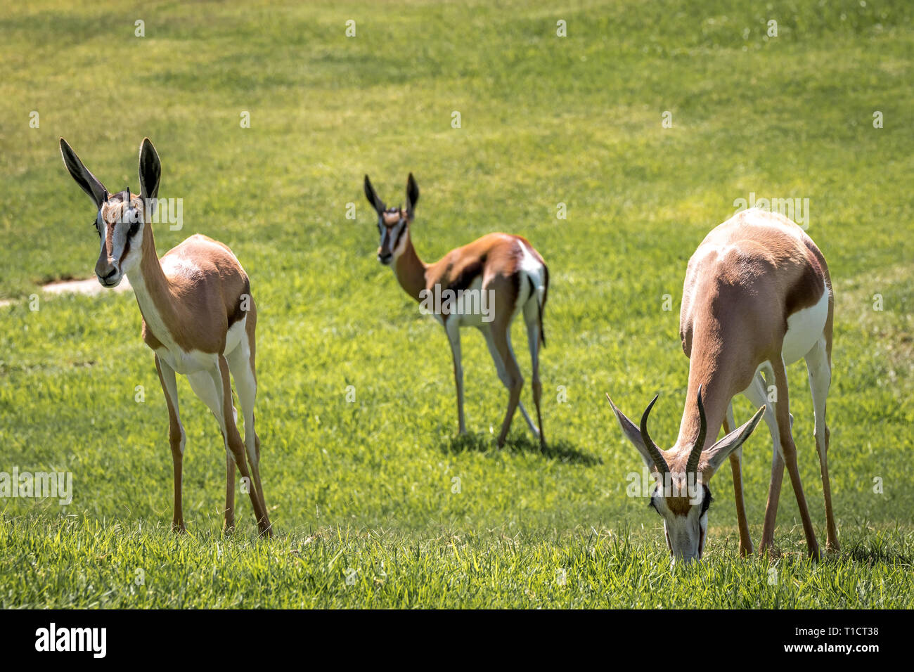 South African Springbok / deer grazing on a green meadow Stock Photo ...