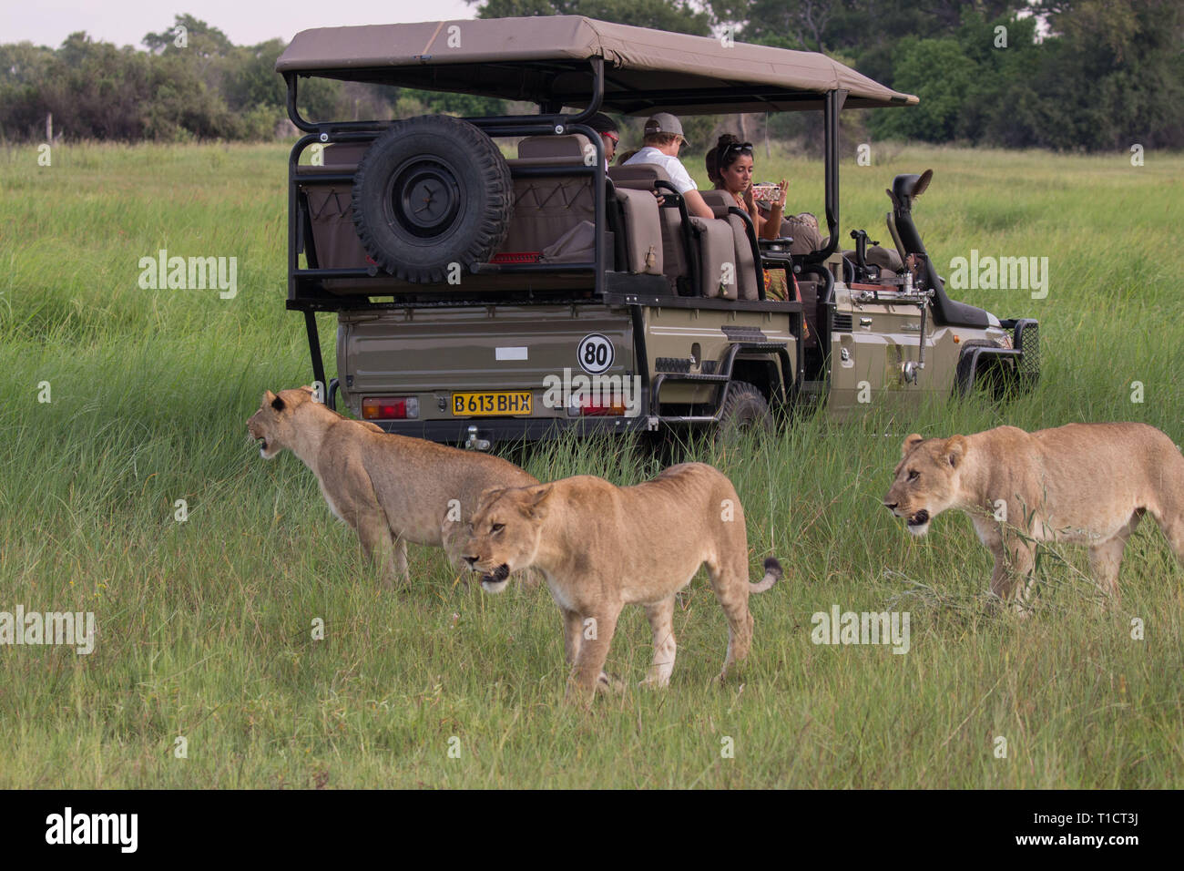Lions, Okavango delta, safari vehicle Stock Photo - Alamy