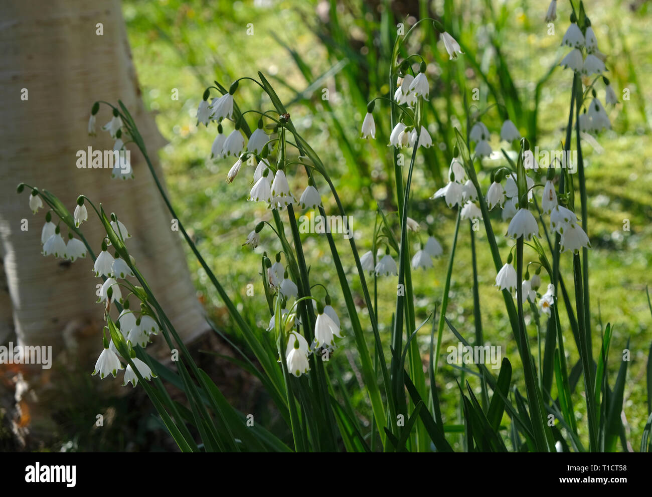 Giant Snowdrops beside a tree trunk Stock Photo - Alamy