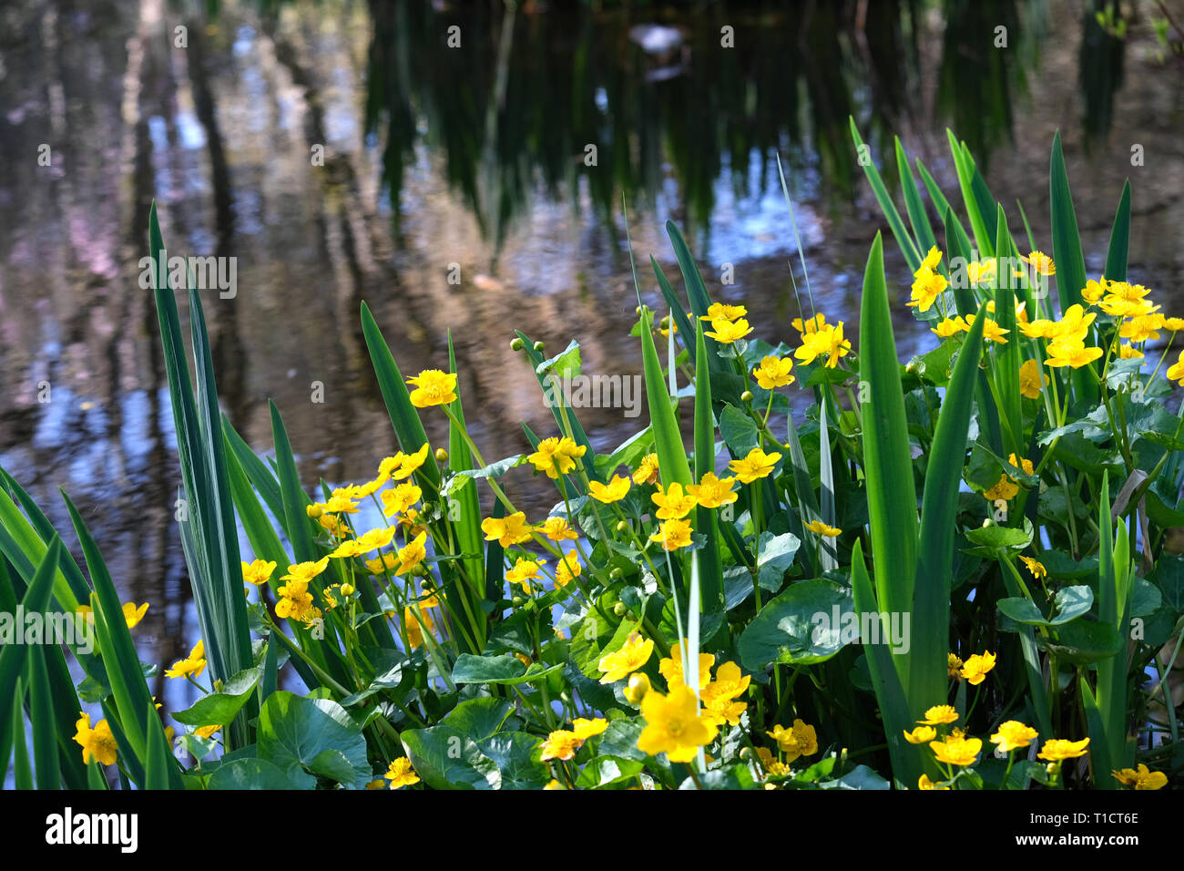 Tall spring flower hi-res stock photography and images - Alamy