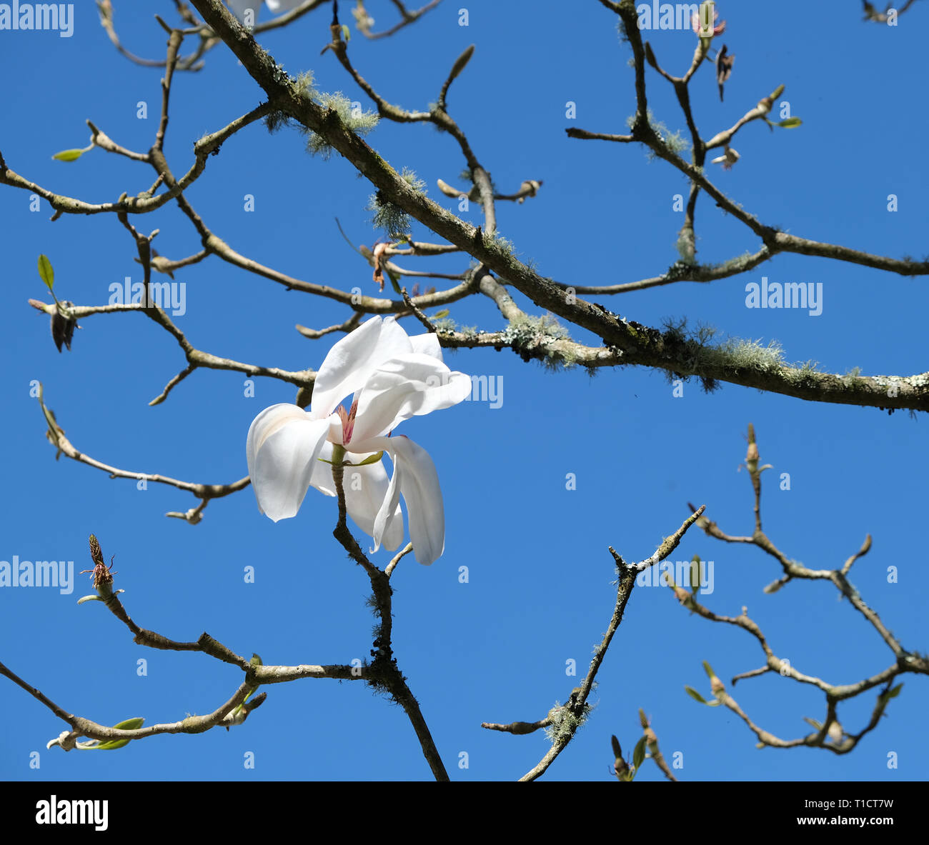 Magnolia branchs hi-res stock photography and images - Alamy