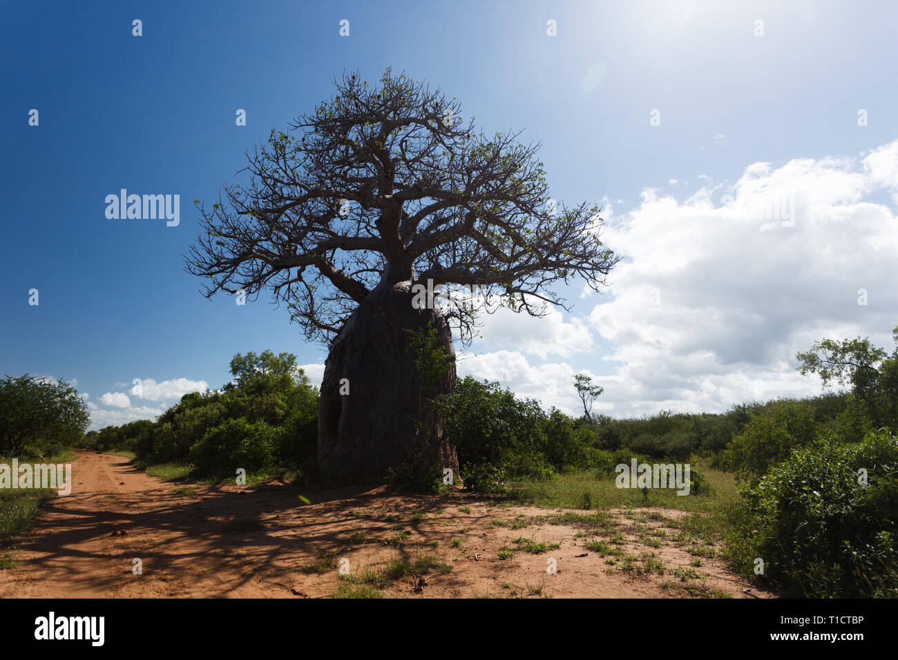 Baobob tree hi-res stock photography and images - Alamy