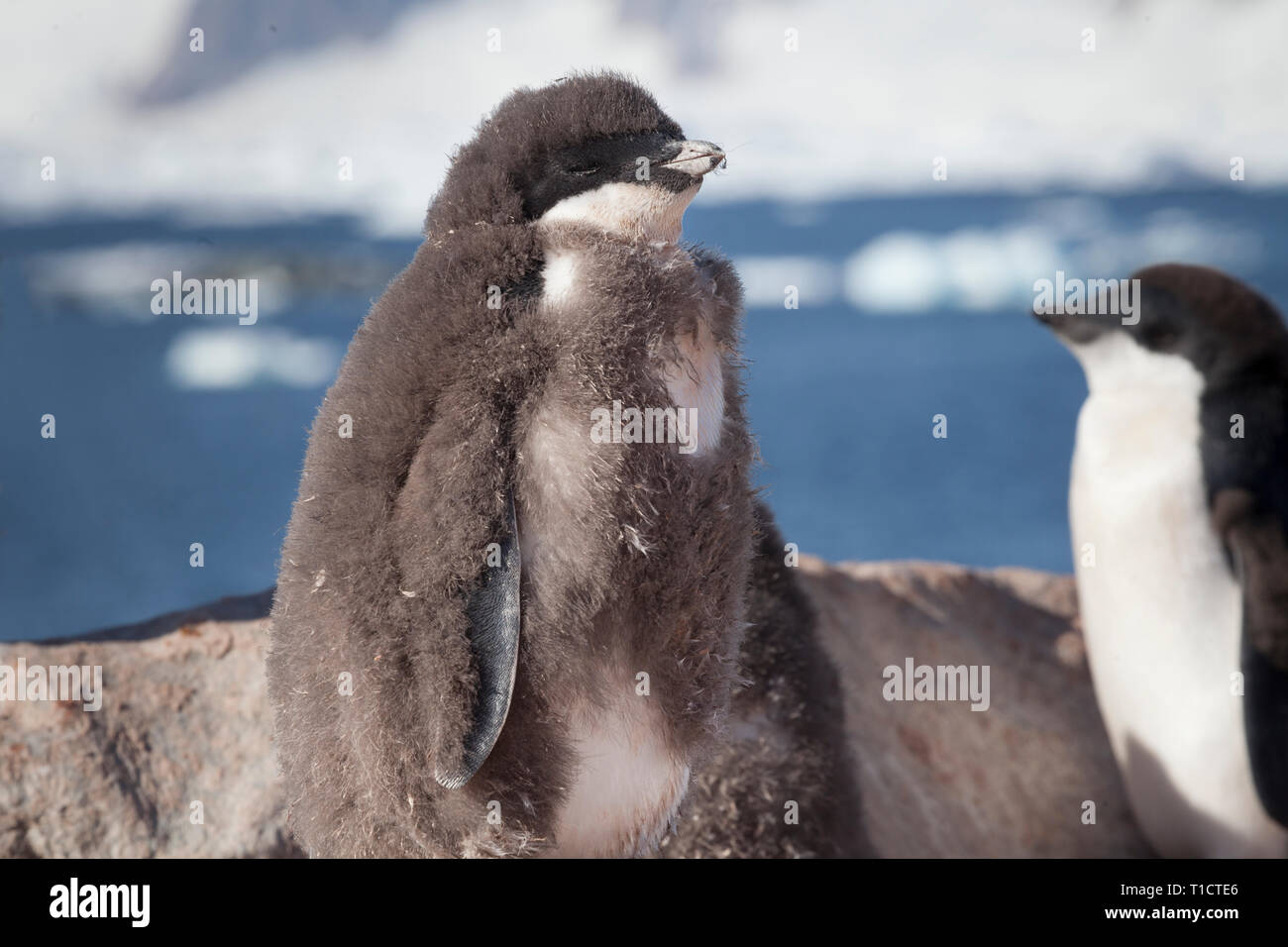 Changing of feathers hi-res stock photography and images - Alamy