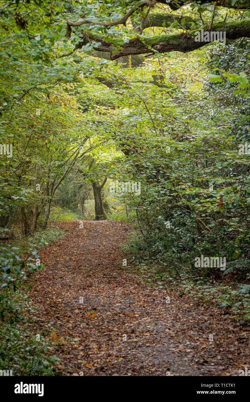 Holly leaves path hi-res stock photography and images - Alamy