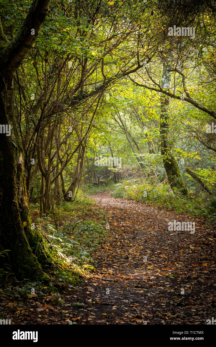 Sun shining through trees on path in woods Stock Photo - Alamy