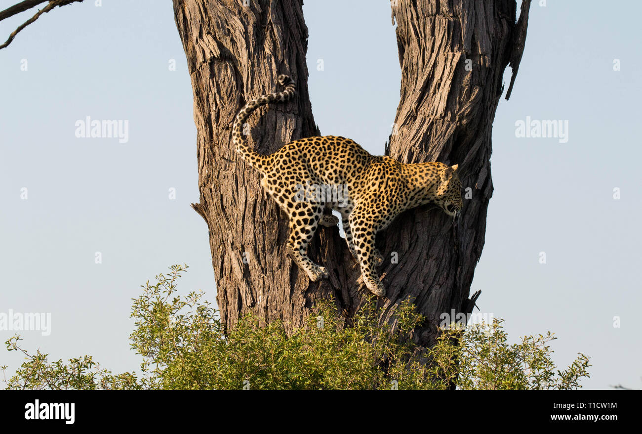 Leopard in a tree Stock Photo - Alamy