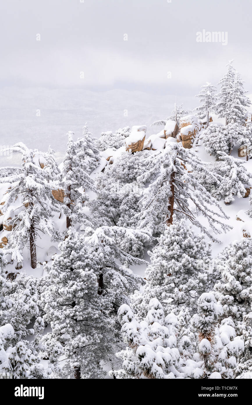 Snow dusted pines and rocks in the San Bernardino Mountains, San ...